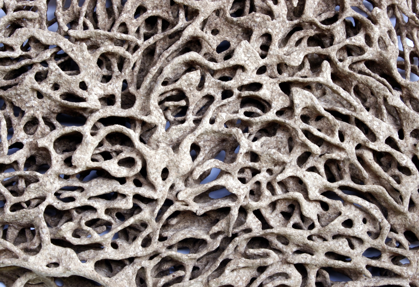 Termites: Anatomy & Reasons They Are Attracted To Your Home - Hey Lady ...